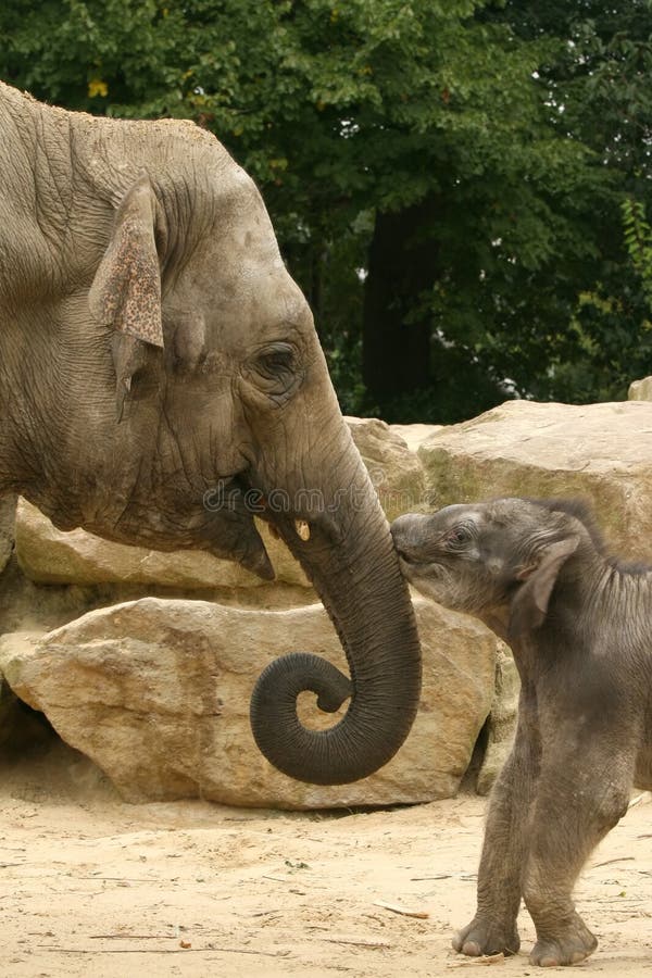 Dieren: De Zitting Van De Olifant Op Een Rots Stock Afbeelding - Image ...