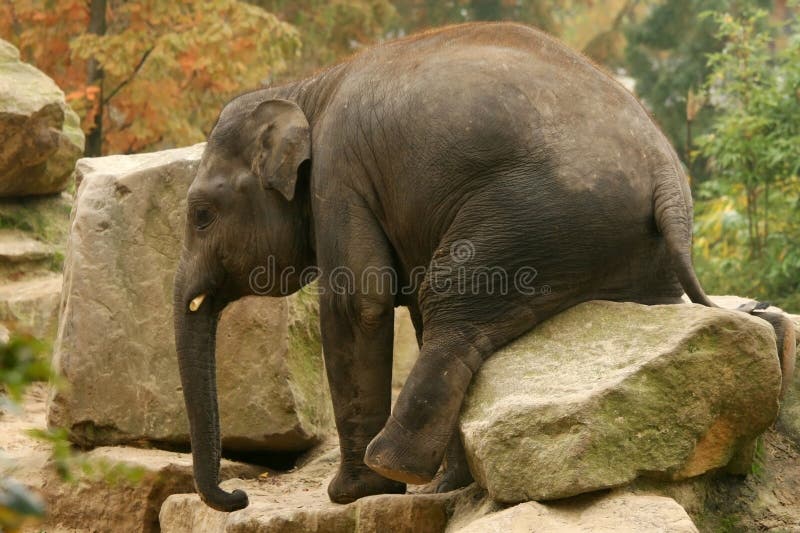 Dieren: De Zitting Van De Olifant Op Een Rots Stock Afbeelding - Image ...