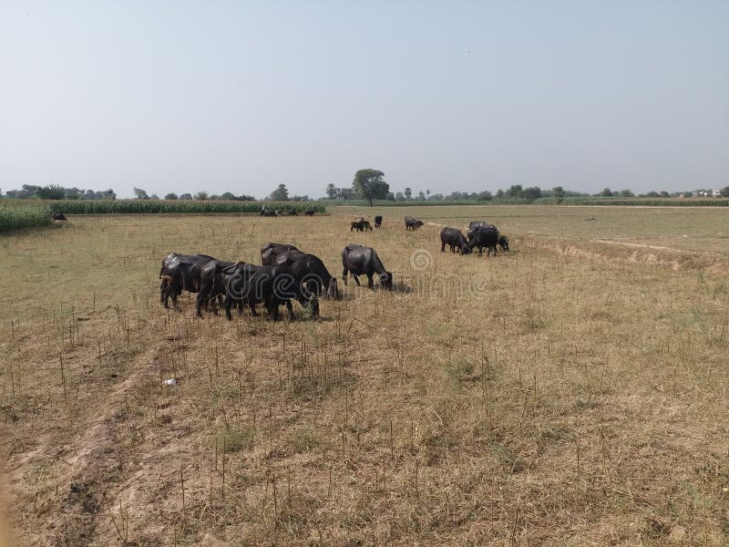 Dieren Grazen in Het Veld, Koeien Grasend Beeld Stock Foto - Image of ...