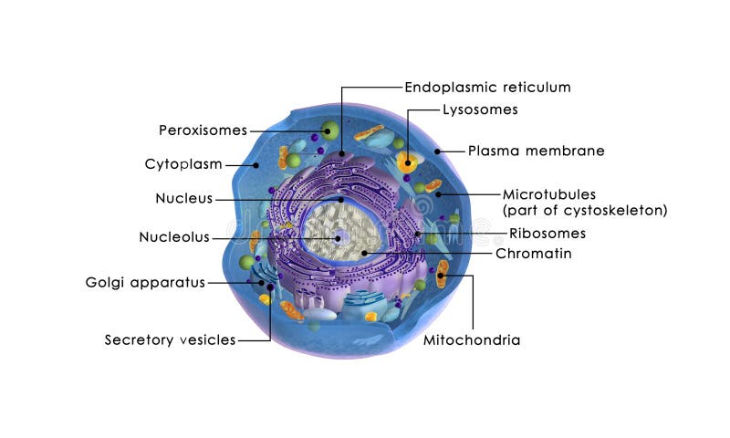 Nucleoplasma Van Dierlijke Cellen Biologie H 1 Xmind Mind Mapping