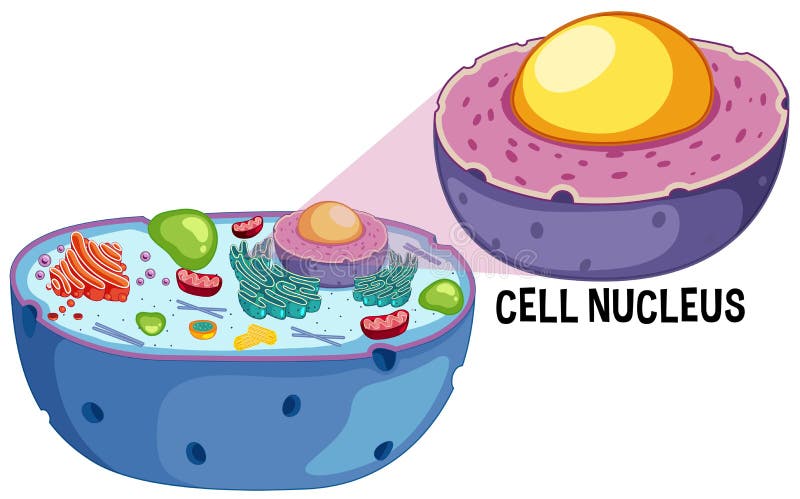 Dierlijke Celkern Op Witte Achtergrond Vector Illustratie ...