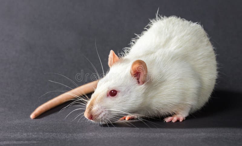 Het Dierlijke Witte Rat Eten Stock Afbeelding - Image of zitting, dier ...
