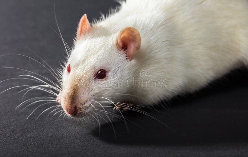 Het Dierlijke Witte Rat Eten Stock Afbeelding - Image of zitting, dier ...