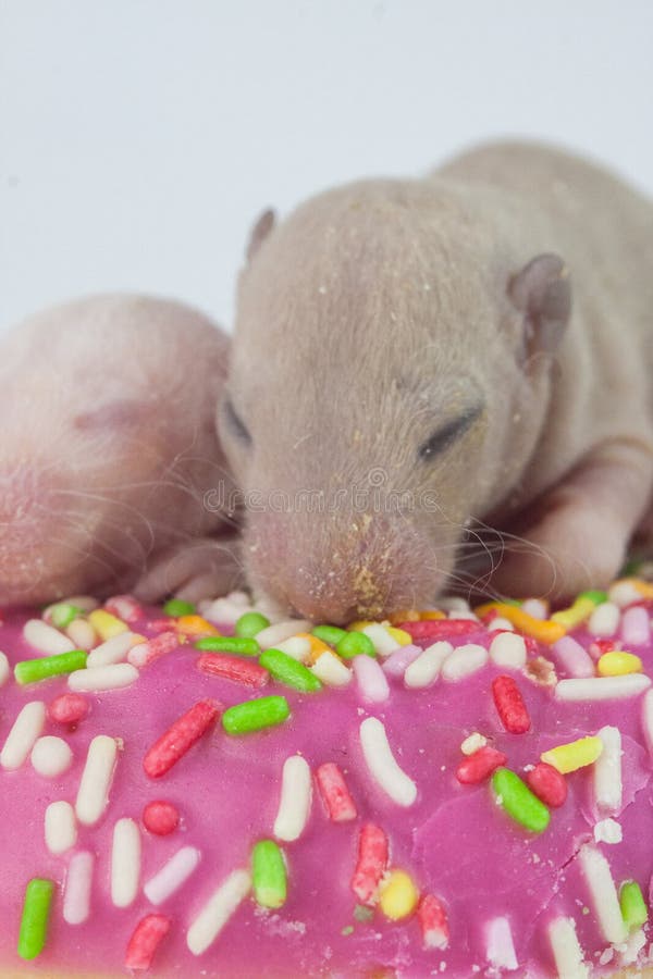 Diet Concept. Cute Little Cubs on a Stock Image - Image of danger ...