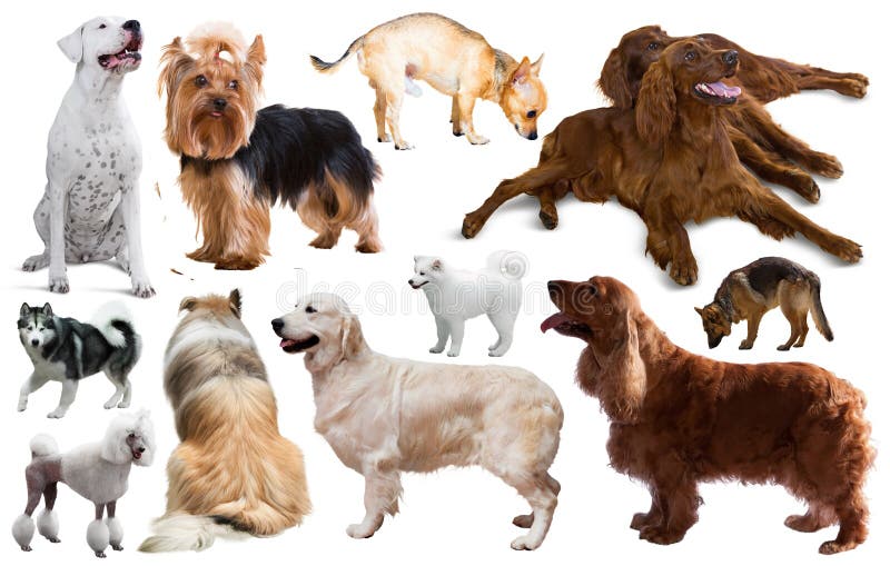 Diferentes razas de perros foto de archivo. Imagen de caza - 226378364