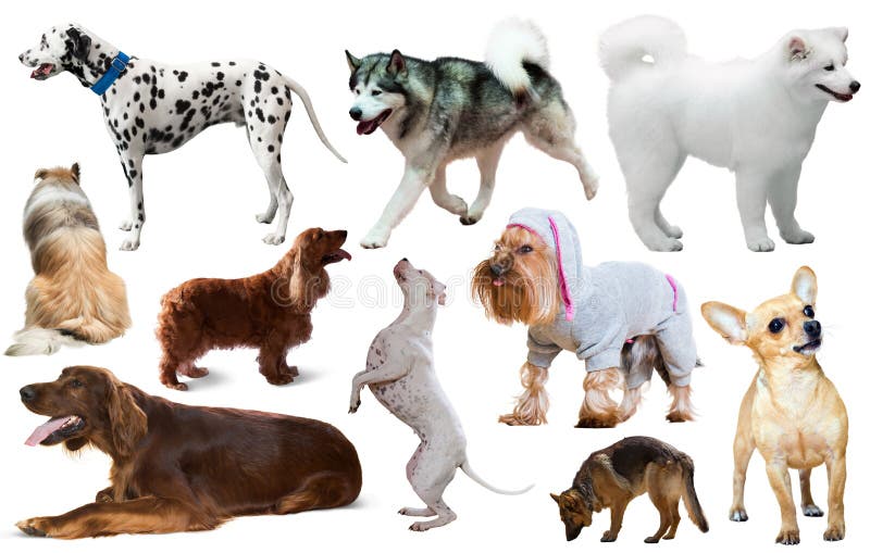 Diferentes razas de perros foto de archivo. Imagen de conjunto - 256309752
