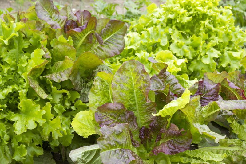 Diferentes Tipos De Lechuga Foto de archivo - Imagen de variedad ...