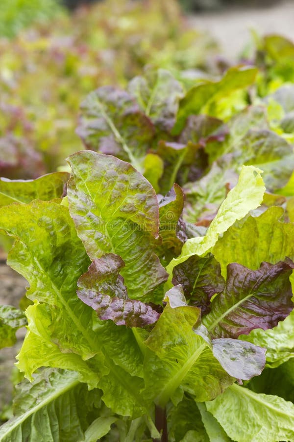 Diferentes Tipos De Lechuga Foto de archivo - Imagen de fondo, clases ...