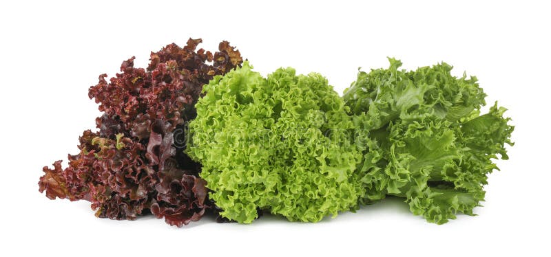 Diferentes Tipos De Lechuga Sobre Fondo Blanco Foto de archivo - Imagen ...