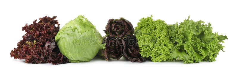 Diferentes Tipos De Lechuga Sobre Fondo Blanco Foto de archivo - Imagen ...