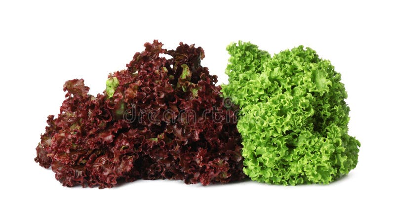 Diferentes Tipos De Lechuga Sobre Fondo Blanco Imagen de archivo ...