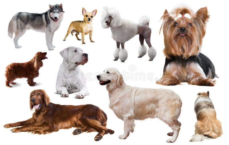 Différentes races de chien image stock. Image du différentes - 94714689
