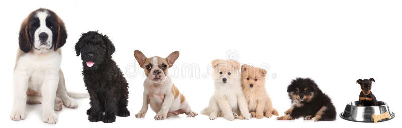 Différentes Races Des Chiots Sur Le Blanc Image stock - Image du crabot ...
