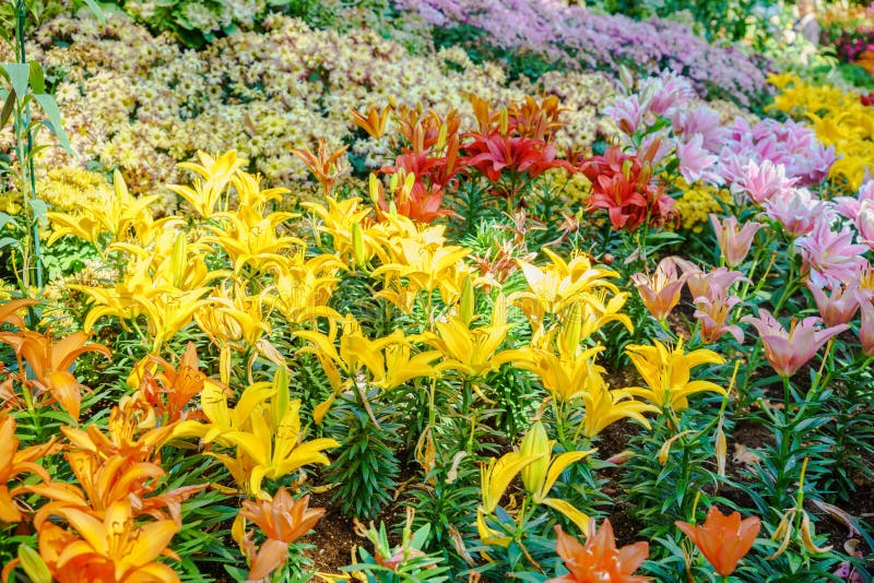 Fleur Multicolore Lumineuse Image stock - Image du fleur, croissance ...