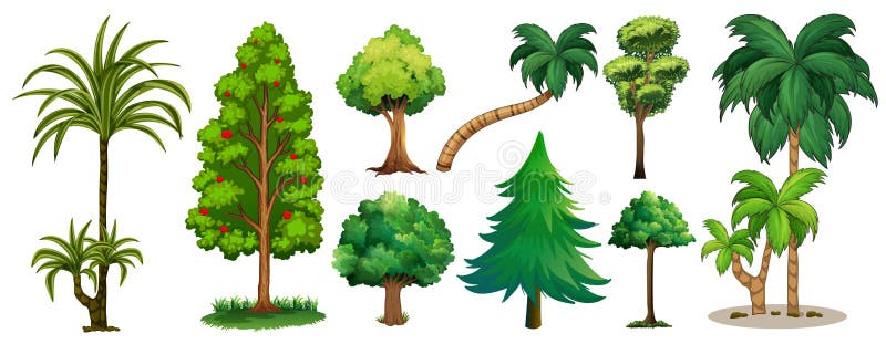 Différents types d'arbres illustration de vecteur. Illustration du ...