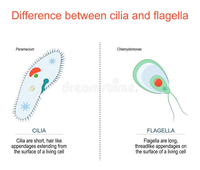 Cilia and Flagella Biological Structure Difference Comparison Outline ... Cilia and Flagella Biological Structure Difference Comparison Outline ...