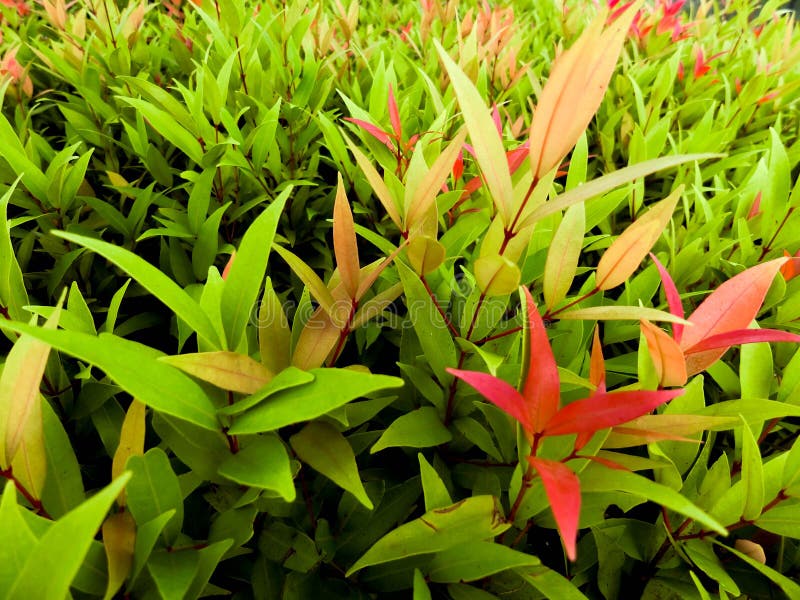 Leaf with Mixed Color Green Yellow and Red Stock Image - Image of good ...