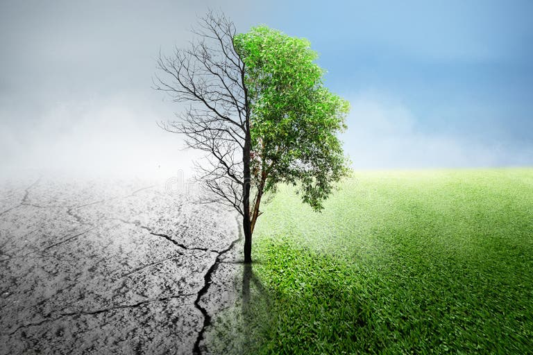 The Difference between Drought Trees To Growing Trees on the Ground ...