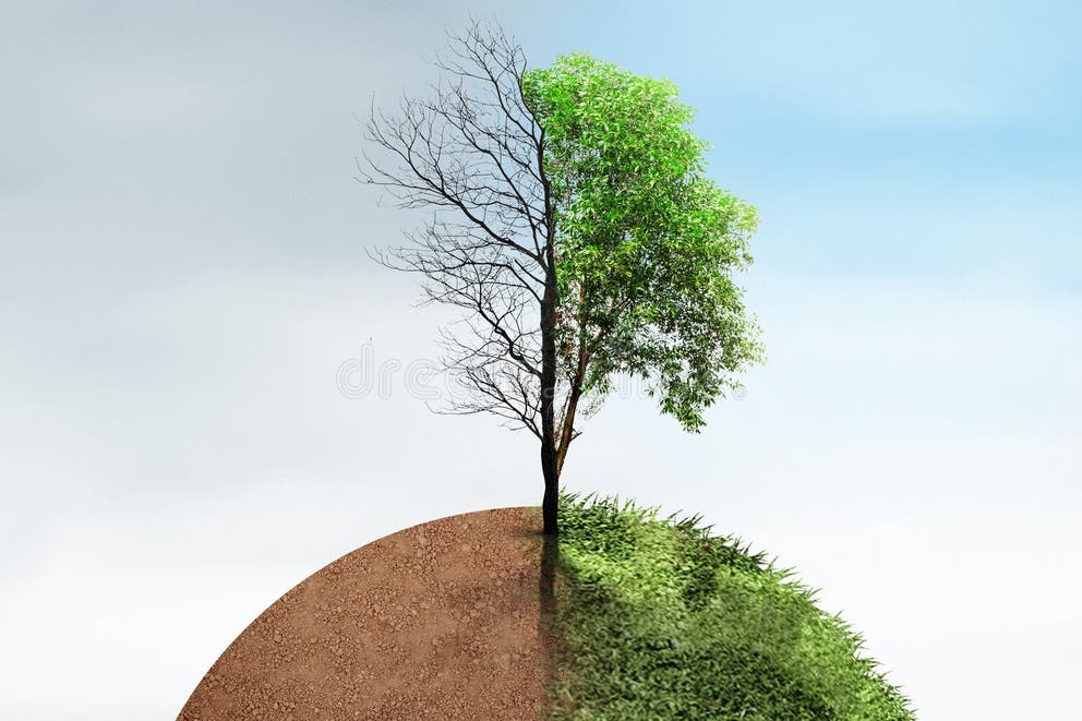 The Difference between Drought Trees To Growing Trees on the Ground ...