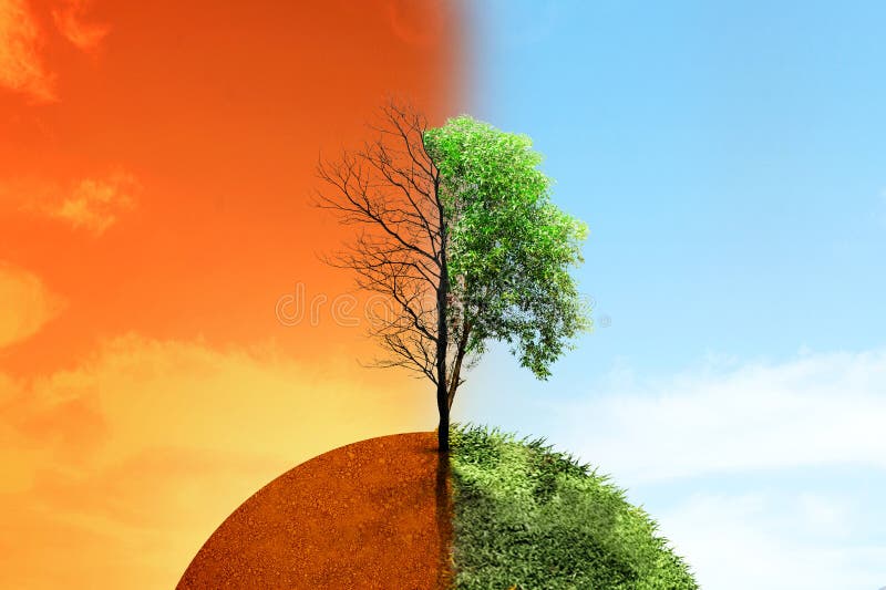 The Difference between Drought Trees To Growing Trees on the Ground ...