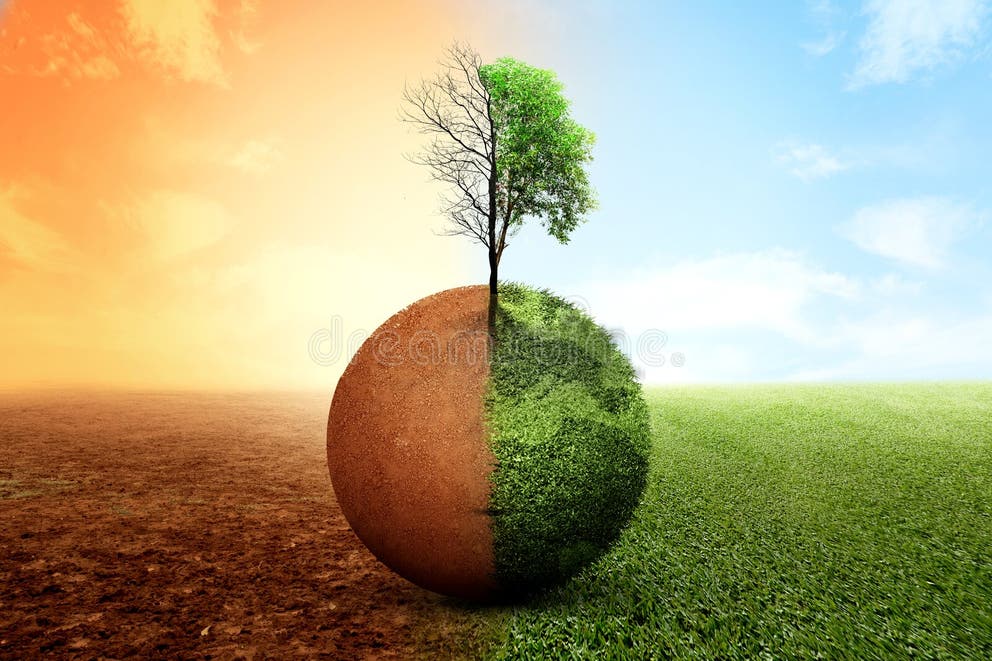 The Difference between Drought Trees To Growing Trees on the Ground ...