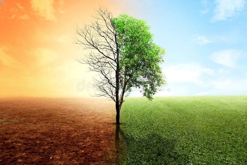 The Difference between Drought Trees To Growing Trees on the Ground ...