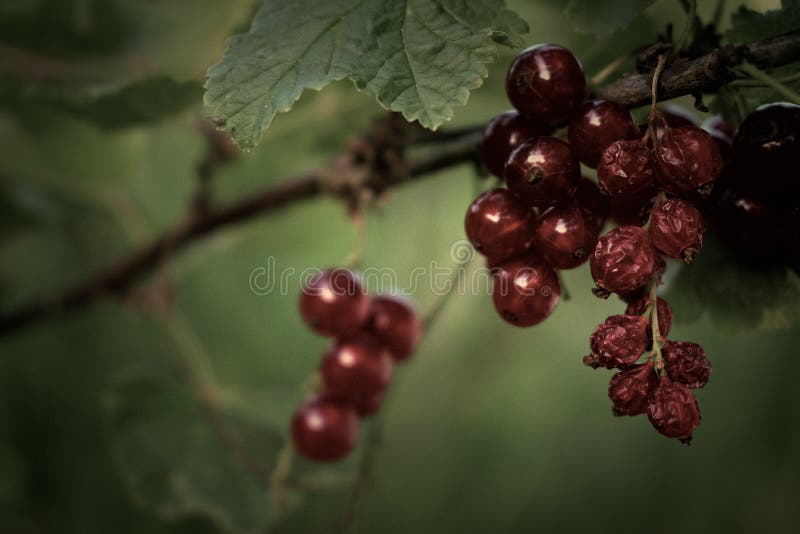 Fresh and Dried Red Currants Stock Photo - Image of harvest, color ...