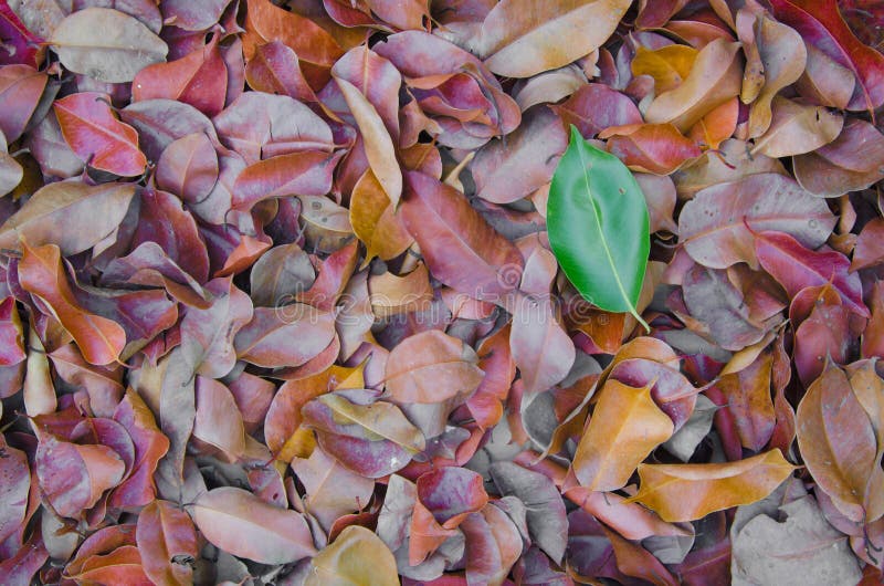 The difference of nature stock image. Image of crowd - 64956053