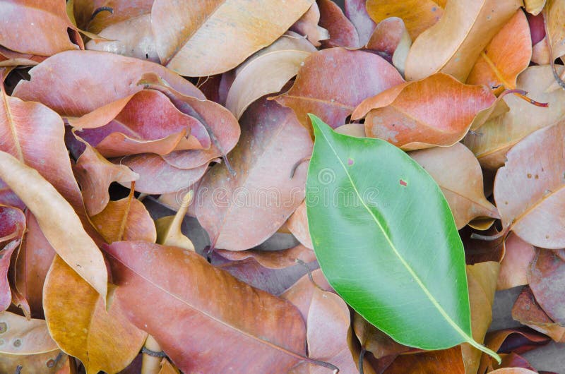 The difference of nature stock image. Image of group - 64956137