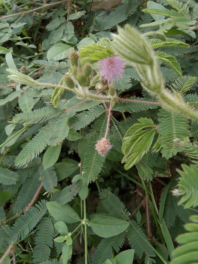 The Difference between Newly Blooming and Aging Putri Malu Flowers ...