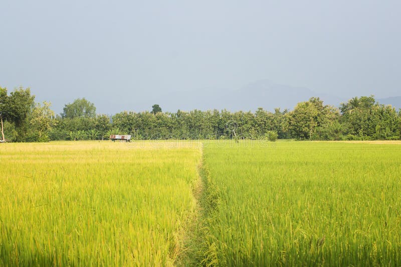 Difference of Rice Field about Yellow and Green Rice Field Stock Photo ...