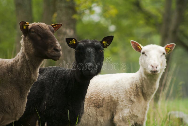 Difference stock photo. Image of sheep, farming, color - 68557874