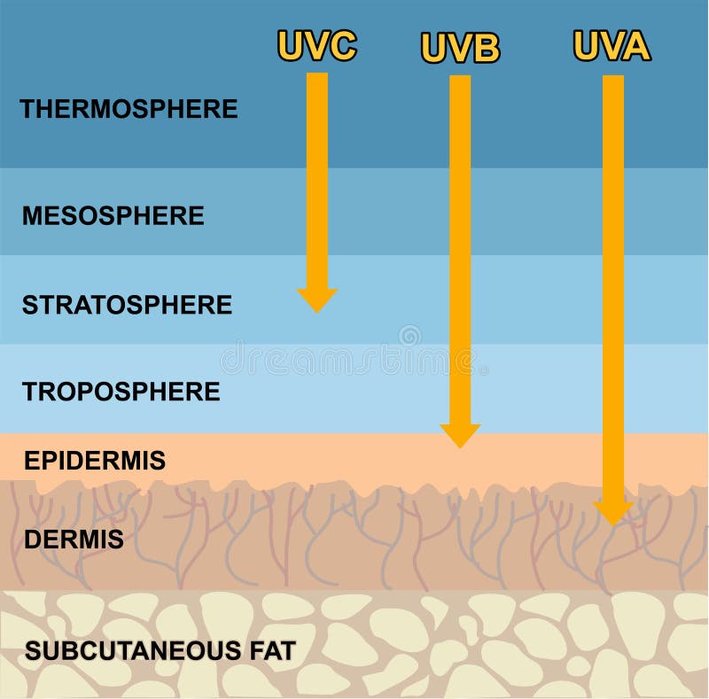 The Difference between UVA and UVB Rays Penetration. Infographic Skin ...