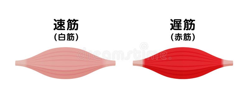 Difference between White Muscle and Red Muscle. Vector Illustration ...