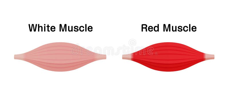 Difference between White Muscle and Red Muscle. Vector Illustration ...