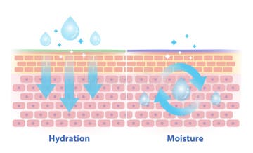 Sebum Barrier Stock Illustrations – 79 Sebum Barrier Stock ...