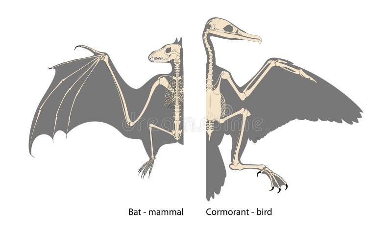 Modified Forelimbs Stock Illustrations – 7 Modified Forelimbs Stock ...
