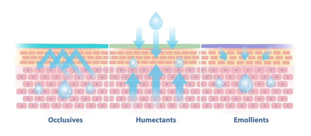 The Differences between Occlusives, Humectants and Emollients on Skin ...