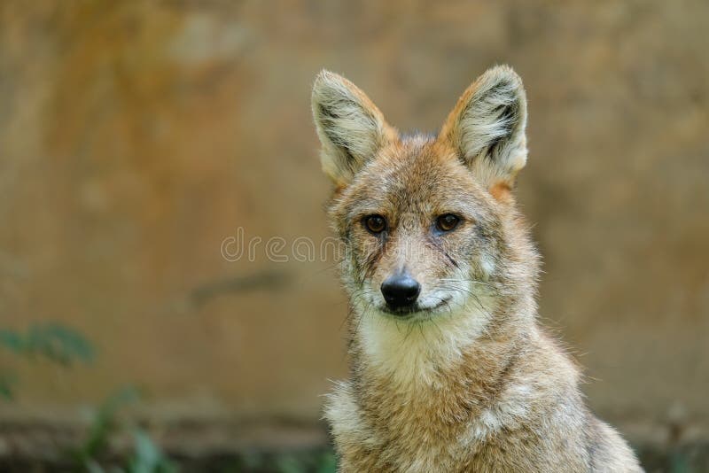 Jackal Face stock photo. Image of wild, face, nose, jackal - 2645780
