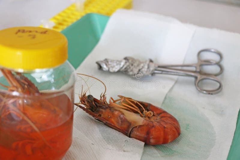 Tiger Sample Dna Stock Photos - Free & Royalty-Free Stock Photos from ...