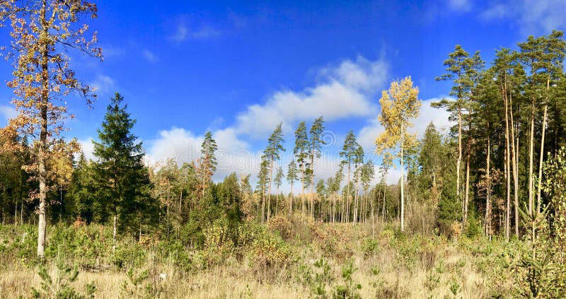 Latvian Nature. Forests and Sky. Stock Image - Image of nature, colors ...