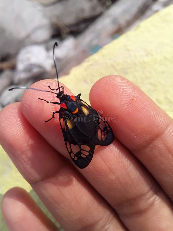 Different and Amazing Insect Pics Look Stock Photo - Image of insect ...