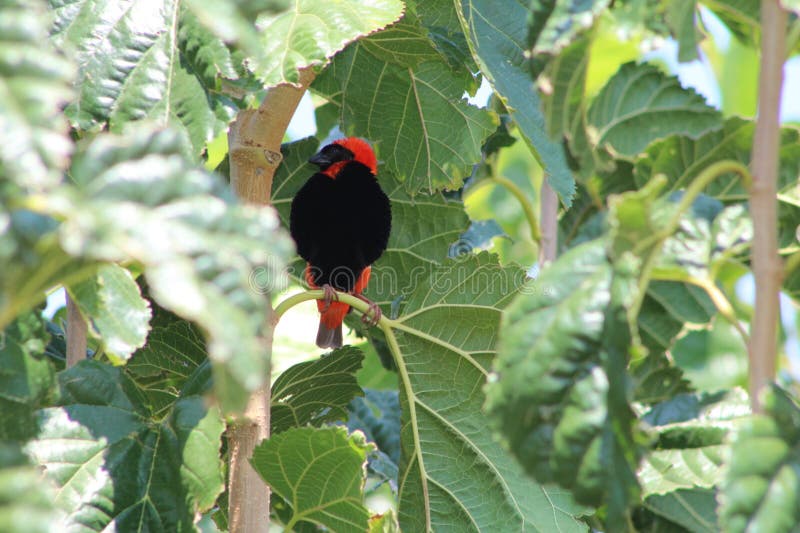 Different Angle of the Red and Black Bird Inside a Green Leaved Tree ...