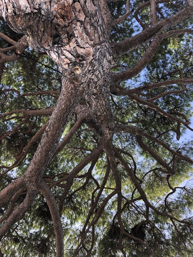 A Different Angle of a Tree with a Blue Sky and Green Leafs Stock Image ...