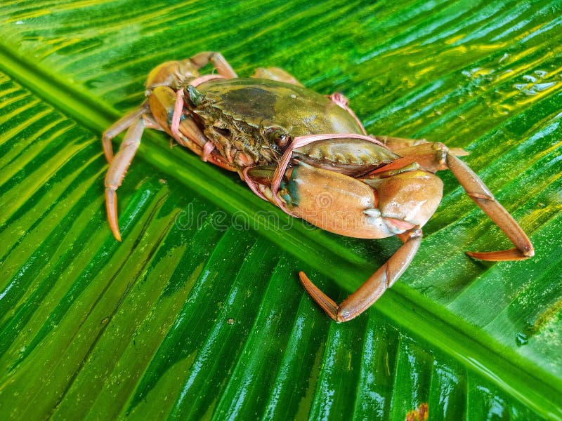 Different Angle View of Mud Crab Scylla Serrata on Green Leaf Stock ...