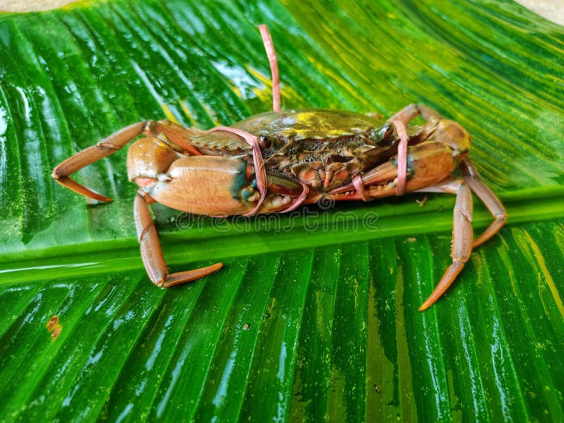 Different Angle View of Mud Crab Scylla Serrata on Green Leaf Stock ...