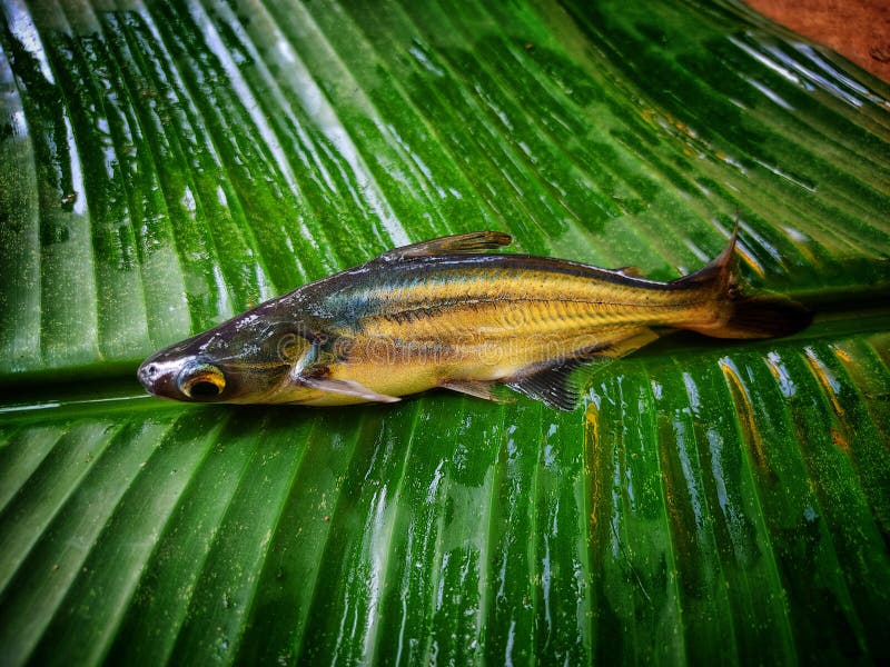 Different Angle View of Pangasius Fish on Green Banana Leaf Stock Image ...
