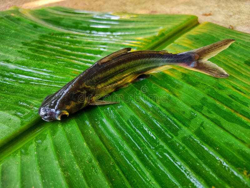 Different Angle View of Pangasius Fish on Green Banana Leaf Stock Photo ...