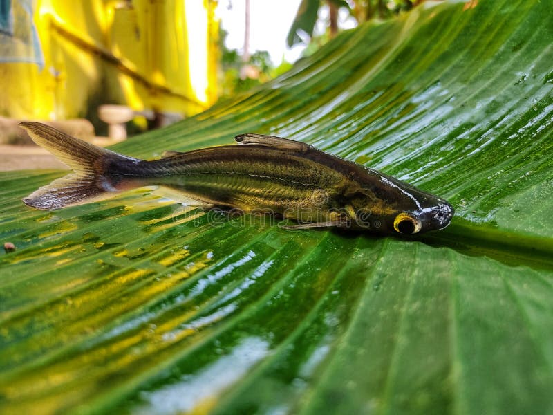 Different Angle View of Pangasius Fish on Green Banana Leaf Stock Image ...