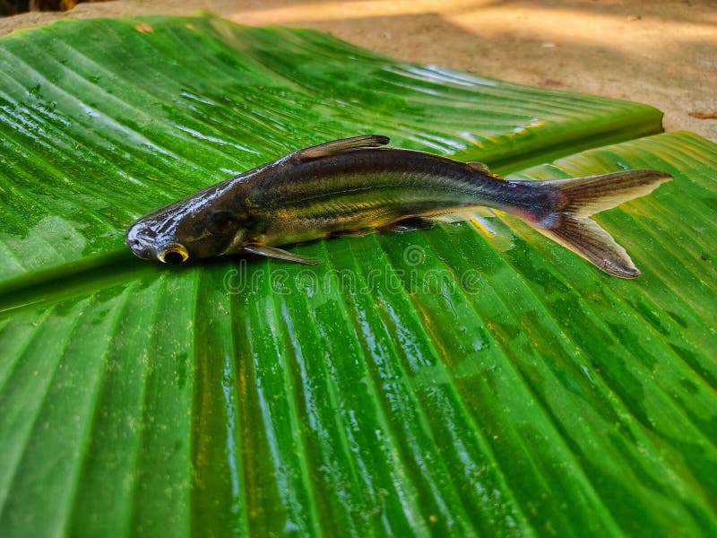 Different Angle View of Pangasius Fish on Green Banana Leaf Stock Photo ...